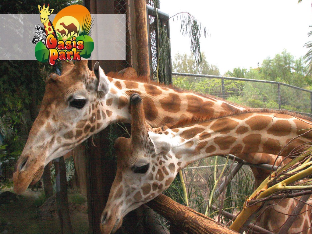 Compra de entradas | Oasis Park
